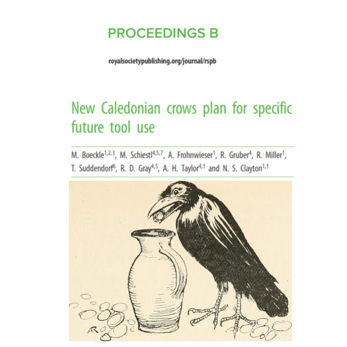 New Caledonian crows plan for specific future tool use | Articulate ...