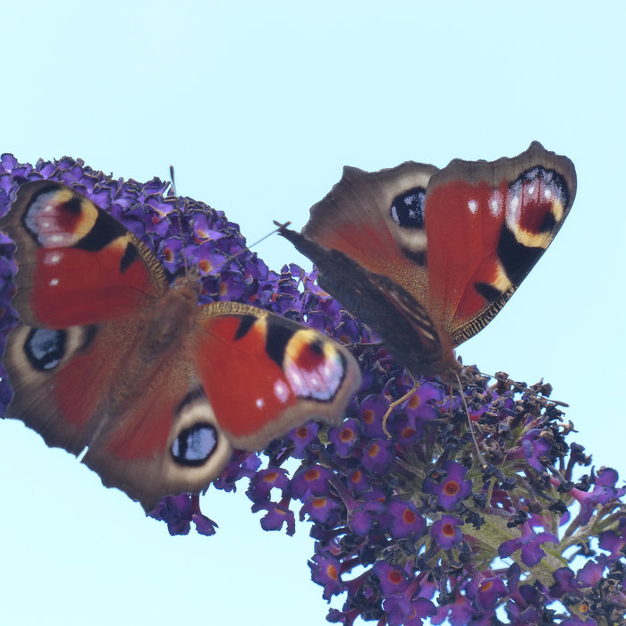 You know | Silverback dog