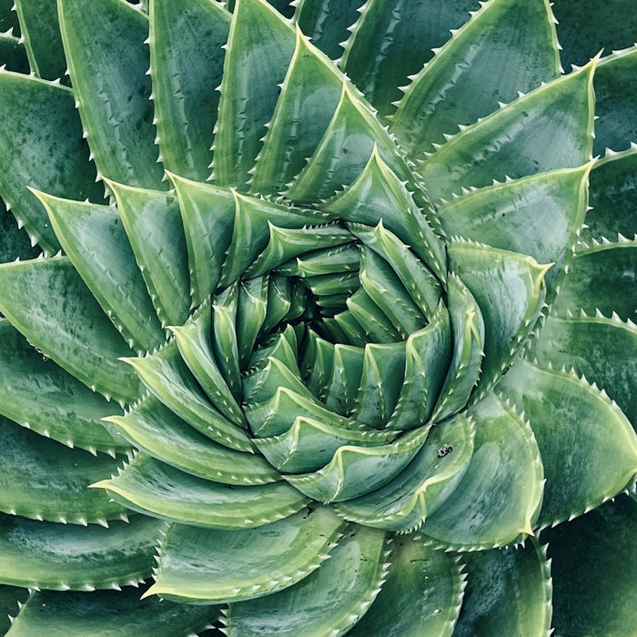 Fields | Gallows Vera