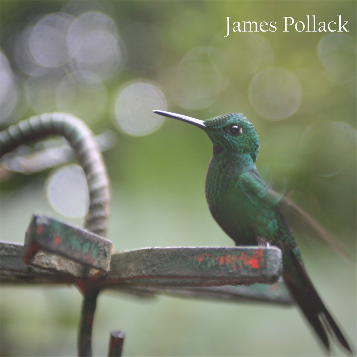 hummingbird | James Pollack