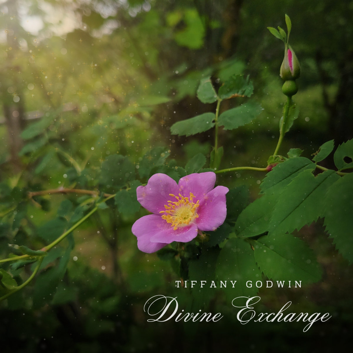 Divine Exchange | Tiffany Godwin