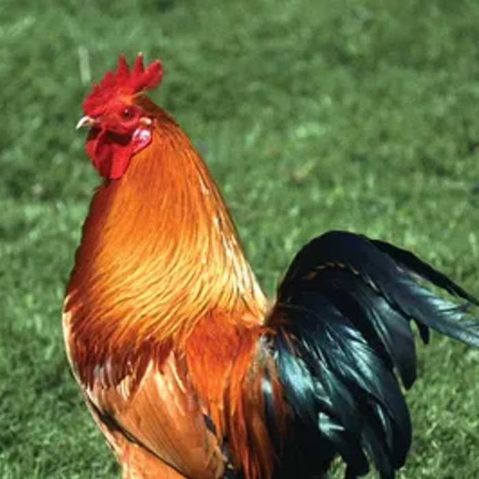 chicken land | dababy2015murder
