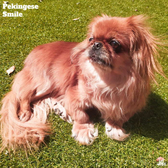 Pekingese Smile | Big Nose