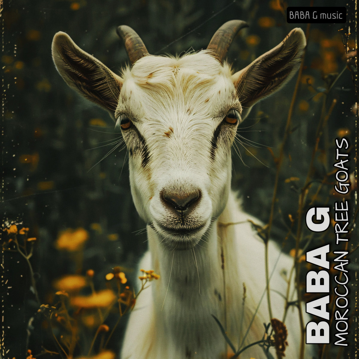 MOROCCAN TREE GOATS | BABA G