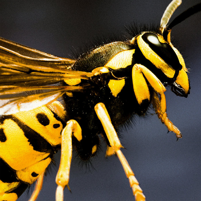 Acid Wasp | Mount XLR