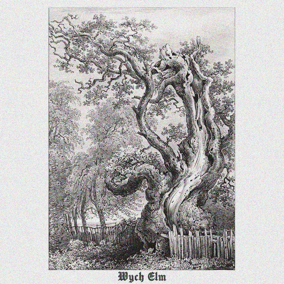 Wych Elm | Wych Elm