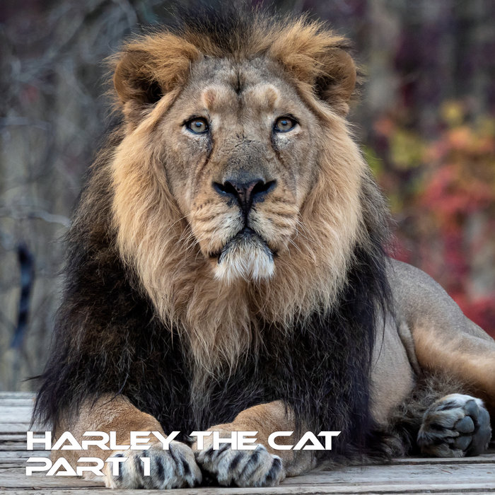 Harley The Cat : Part 1 | Various Artists | Smorg Magazine