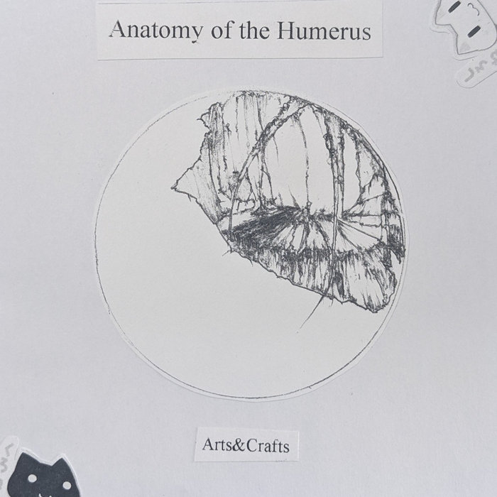 Anatomy of the Humerus | Arts&Crafts