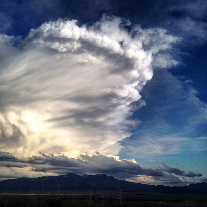 Buckbrush | Martha Scanlan & Jon Neufeld | Martha Scanlan