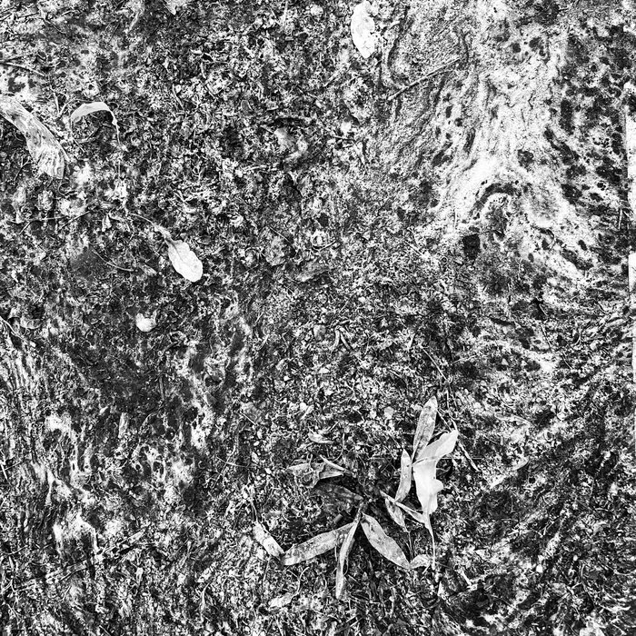 Broken Toast | Bruise Matriarch | Valerie Flor