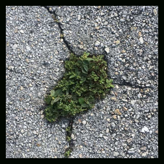 Miami Moon Lizard | Randy Duenas