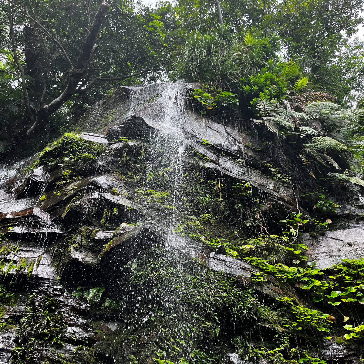 The Ancient Forest_XIII | Chihei Hatakeyama | White Paddy Mountain