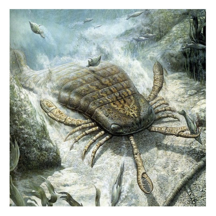 eurypterid | eurypterid