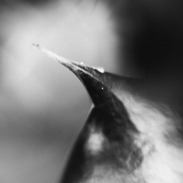 Wretched boy | richboom