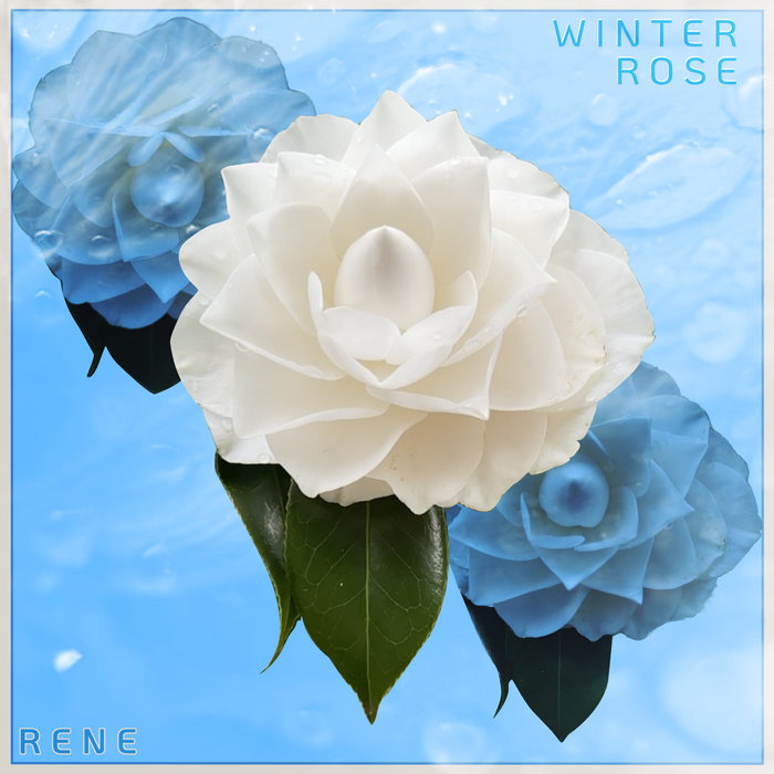 Winter Rose | Rene
