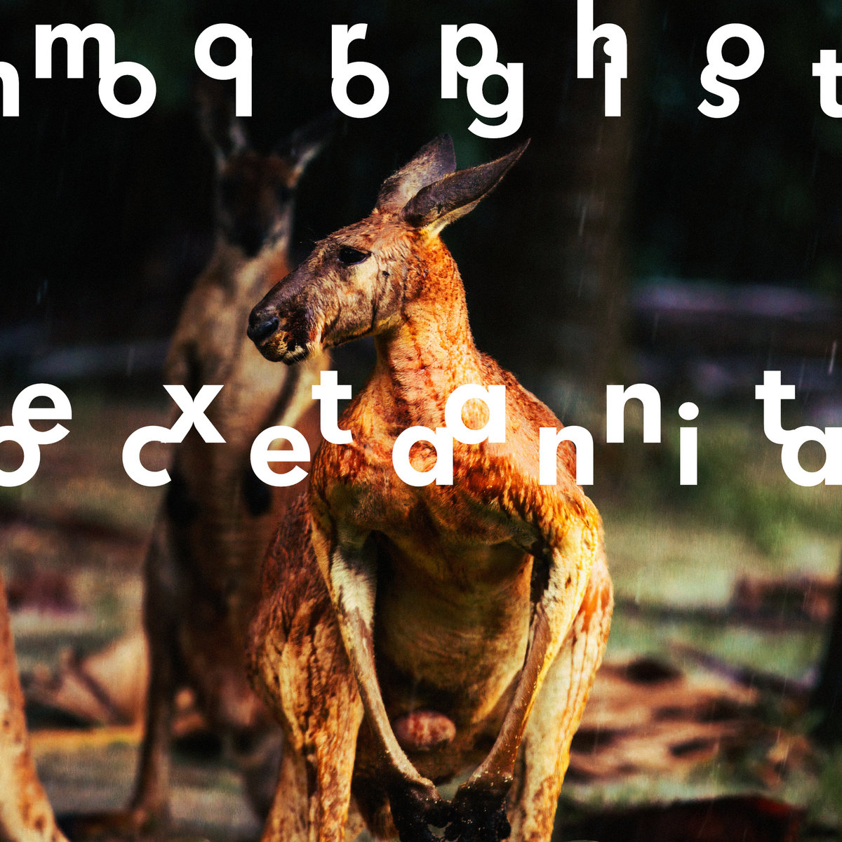 Extant Oceania | Morphologist | College Hill