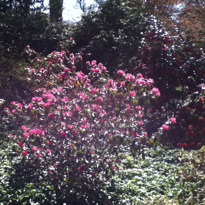 Catphin Randoms | Catphin