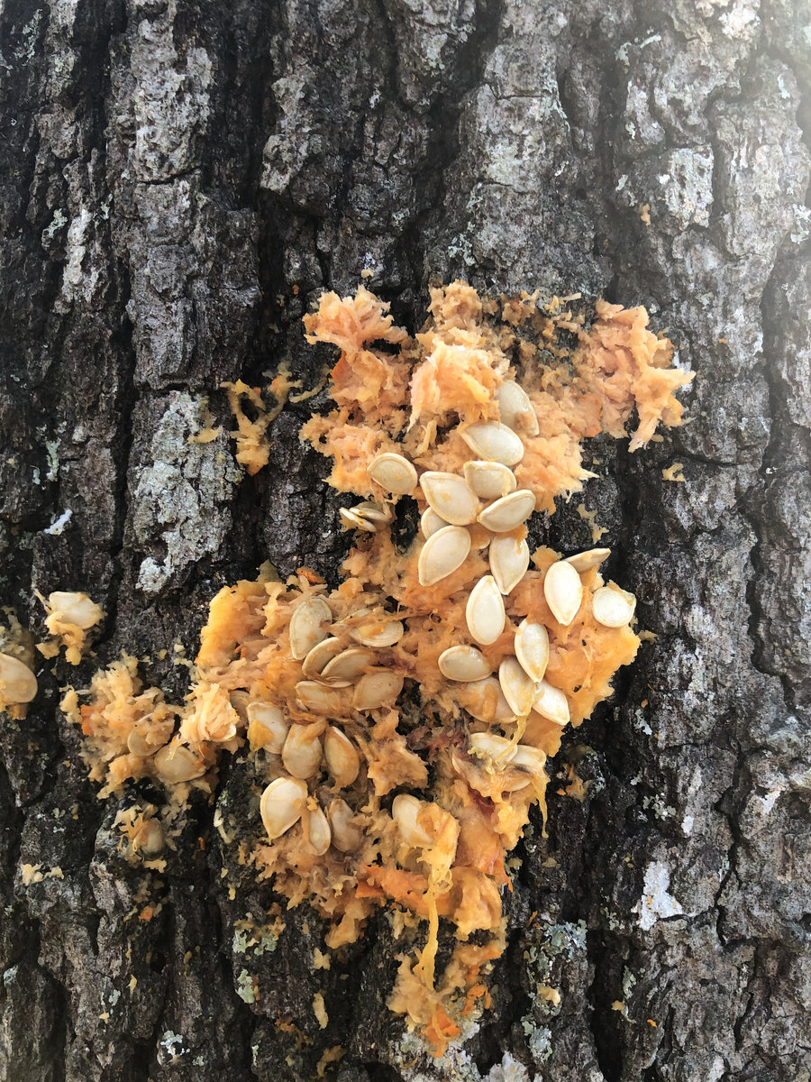 listen to the crickets | Logan Moss