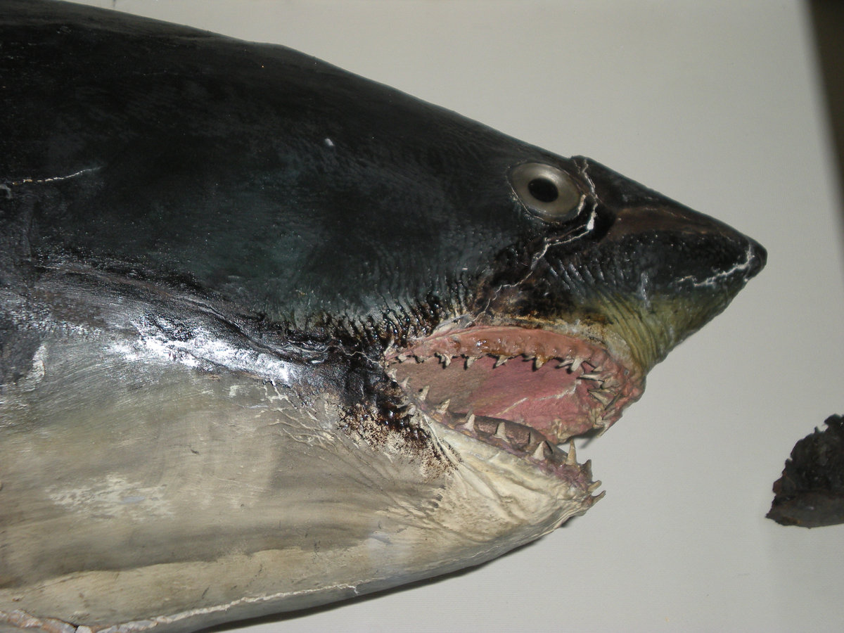 The Mighty Boosh Crack Fox Youtube Say | Gypsdomi | coapadnitershyd