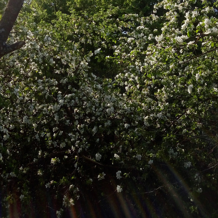 shadow | flying pluto flowers