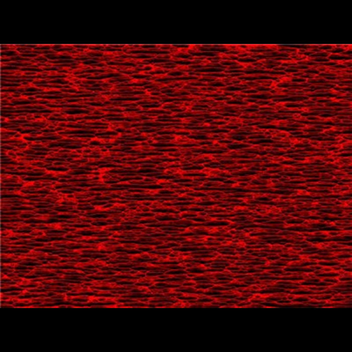 River Of Blood Through The Vatican Causes Mass Panic | Old Cellar
