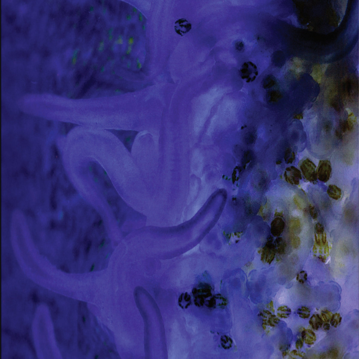 Tapetum Lucidum | Tapetum Lucidum