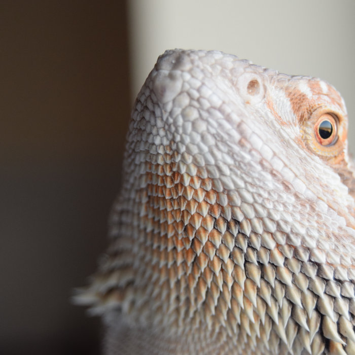 REDWOOD TREES | LANGO