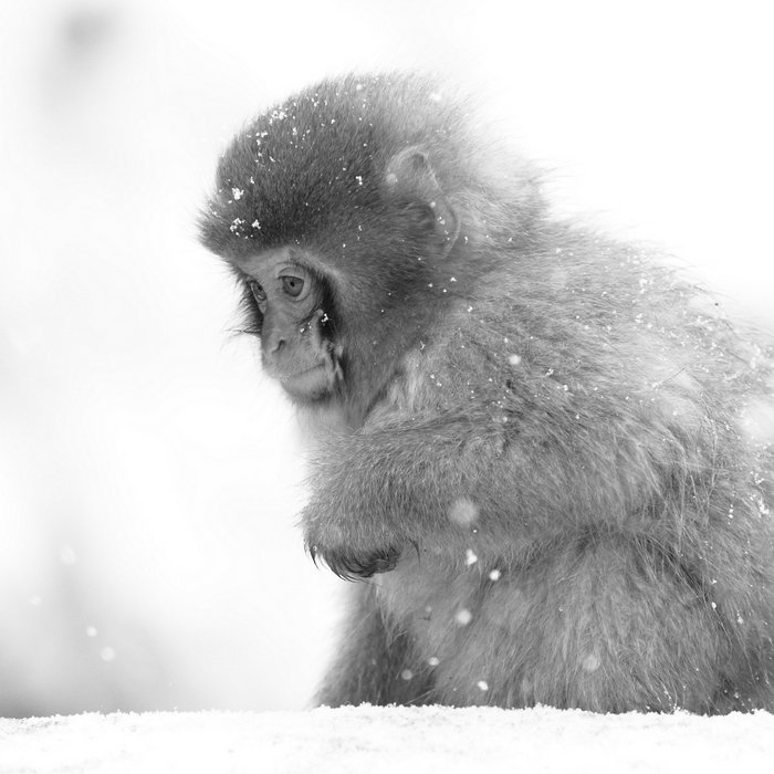 The Valley | Monkeys With Car Keys