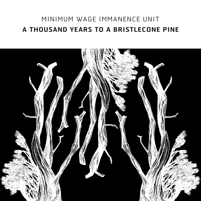 A Thousand Years To A Bristlecone Pine | Minimum Wage Immanence Unit ...