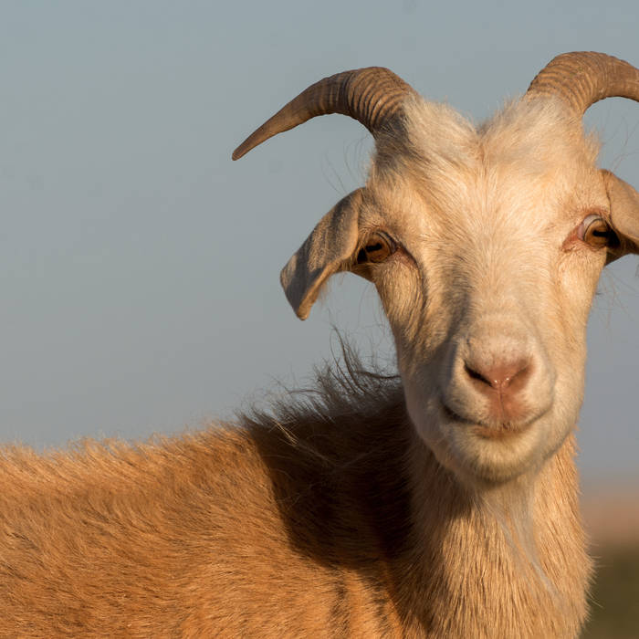 Spirit Stone-The Forgotten Cheese | Spirit Stone