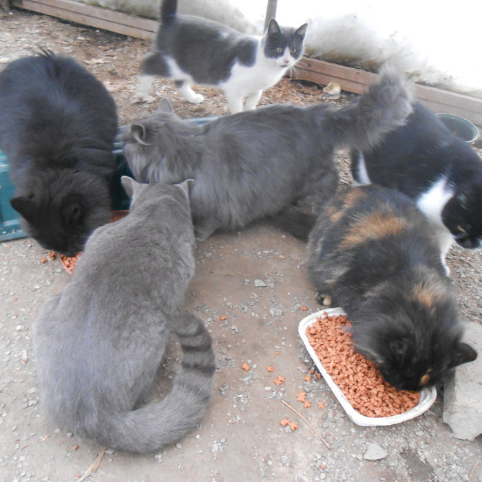 Hello | Bob Singley | Sounds the Songs of Seabirds