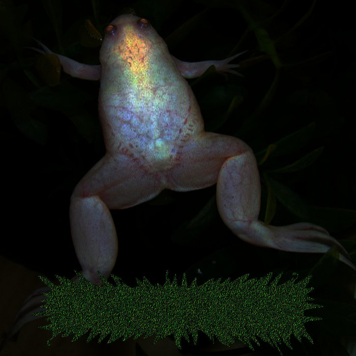 Songs for Aquarium Frogs | Forest of Frogs