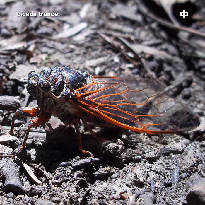 cicada trance | dave phillips