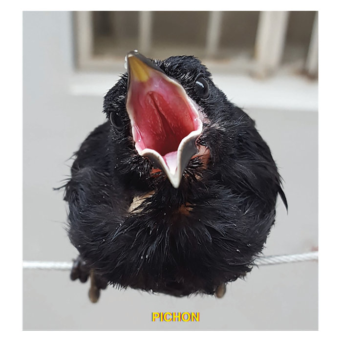 PICHON | PICHON | Pichón