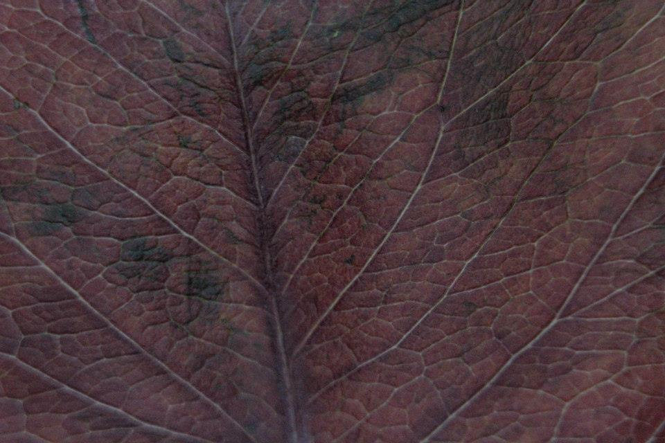 A Hermit's Melody | Isaac Evenson