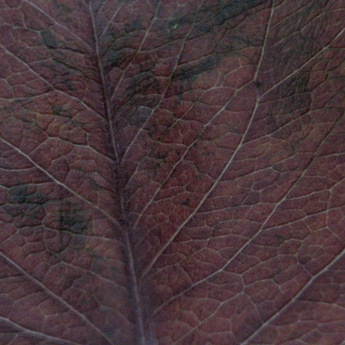 A Hermit's Melody | Isaac Evenson