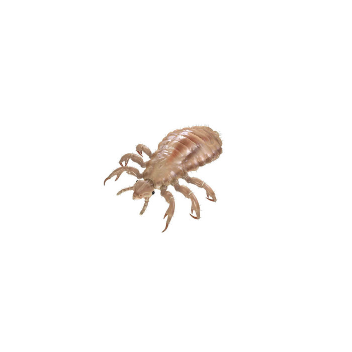 Lice, Lice, Lice Are Nice / Stressed and Starving | CJ WHOLEFOODS