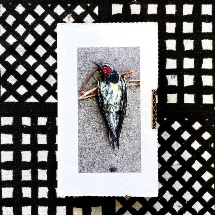 Nobody's Music | Scott Tuma