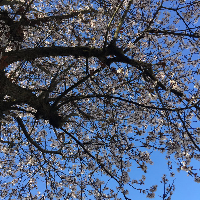 Simple Gifts | Robin Allender