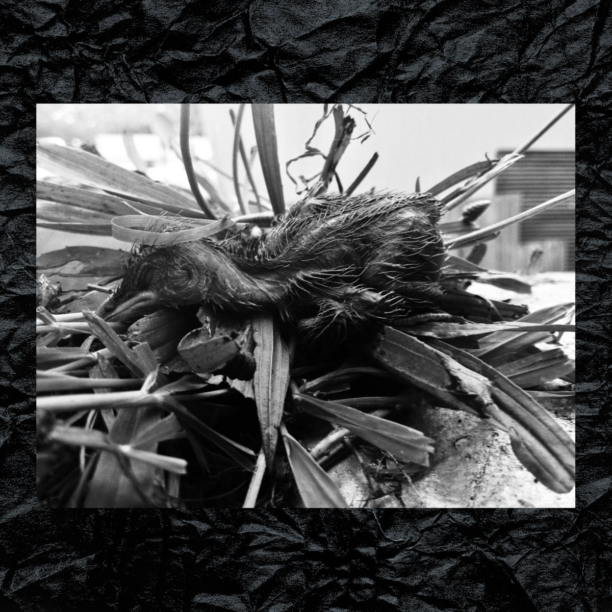 these bleached bones | figures appear.