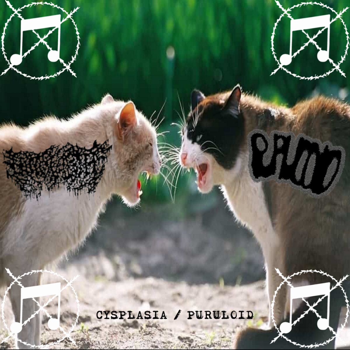 Cysplasia / Puruloid | Cysplasia