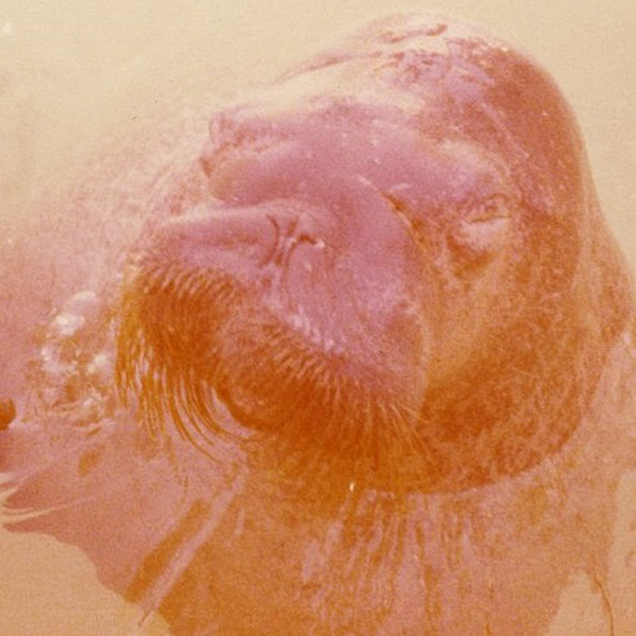 Attention Please | Ether Bunny | Vampire Rodents