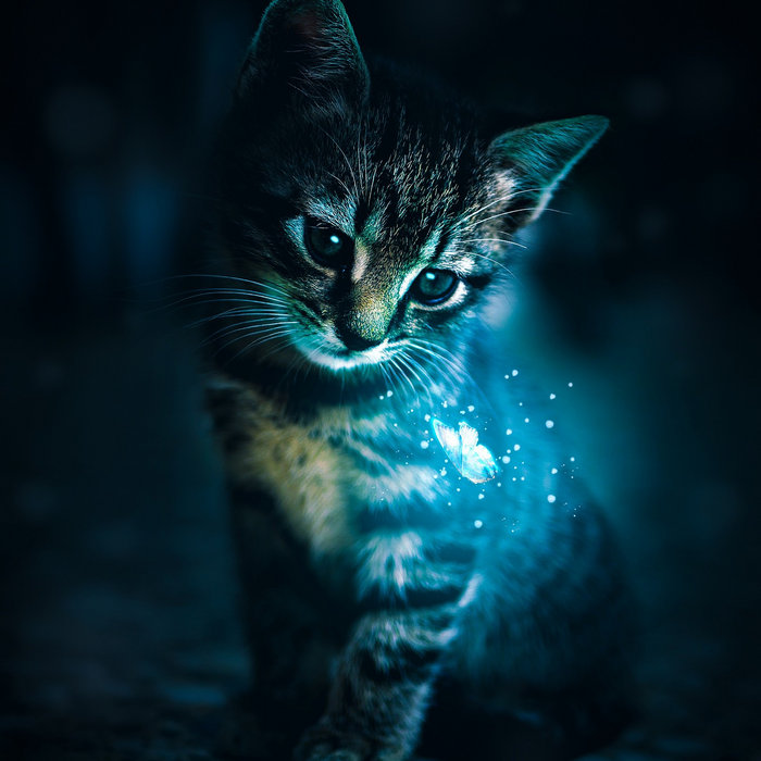 Cat Sìth Physiology, Cait Sith, Cait Sidhe, Cath Sith, Cat Shee, Cat ...