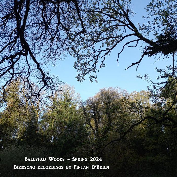 Ballyfad Woods - Spring 2024 | Fintan O'Brien