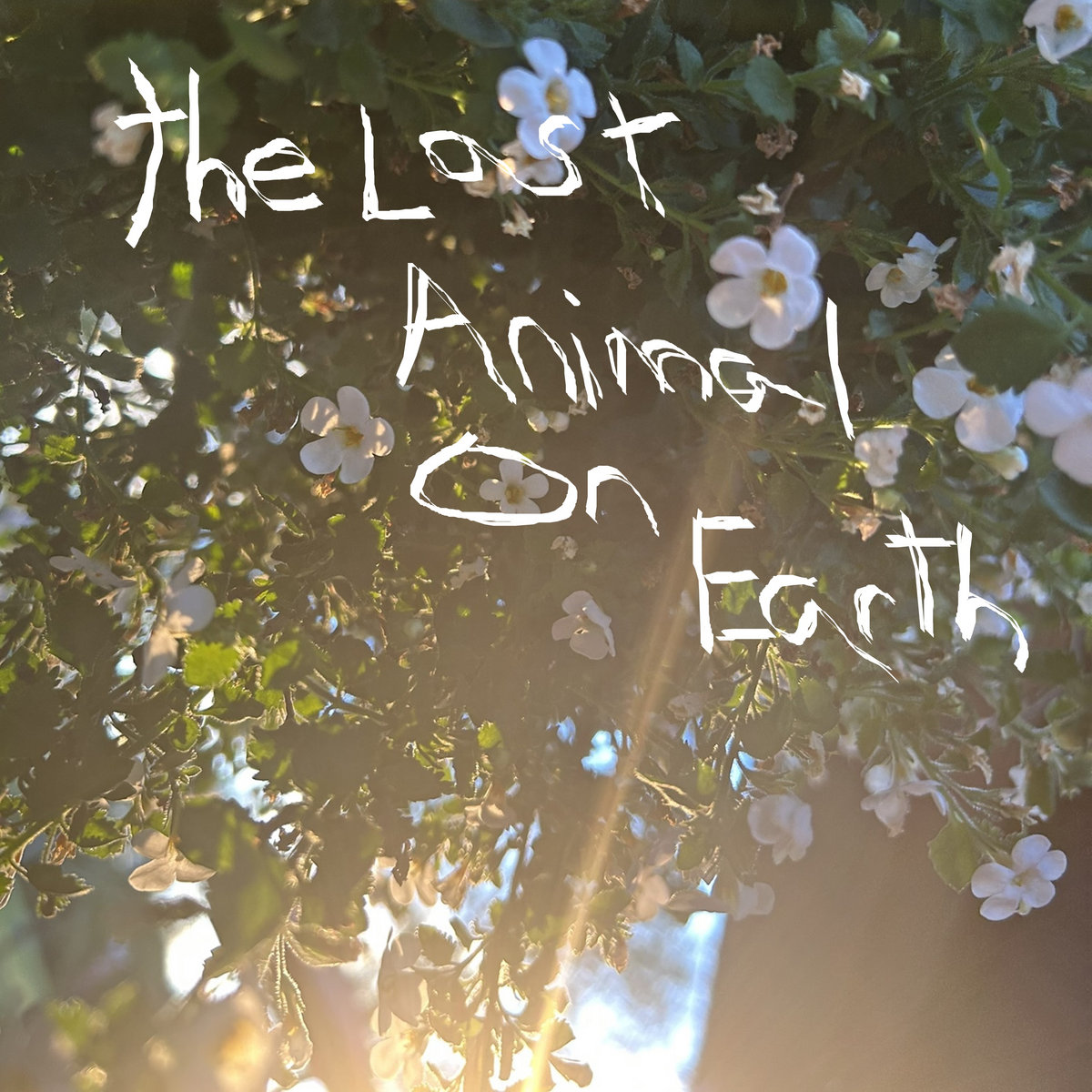 the last animal on earth | dog of the north | dog of the north / crossing