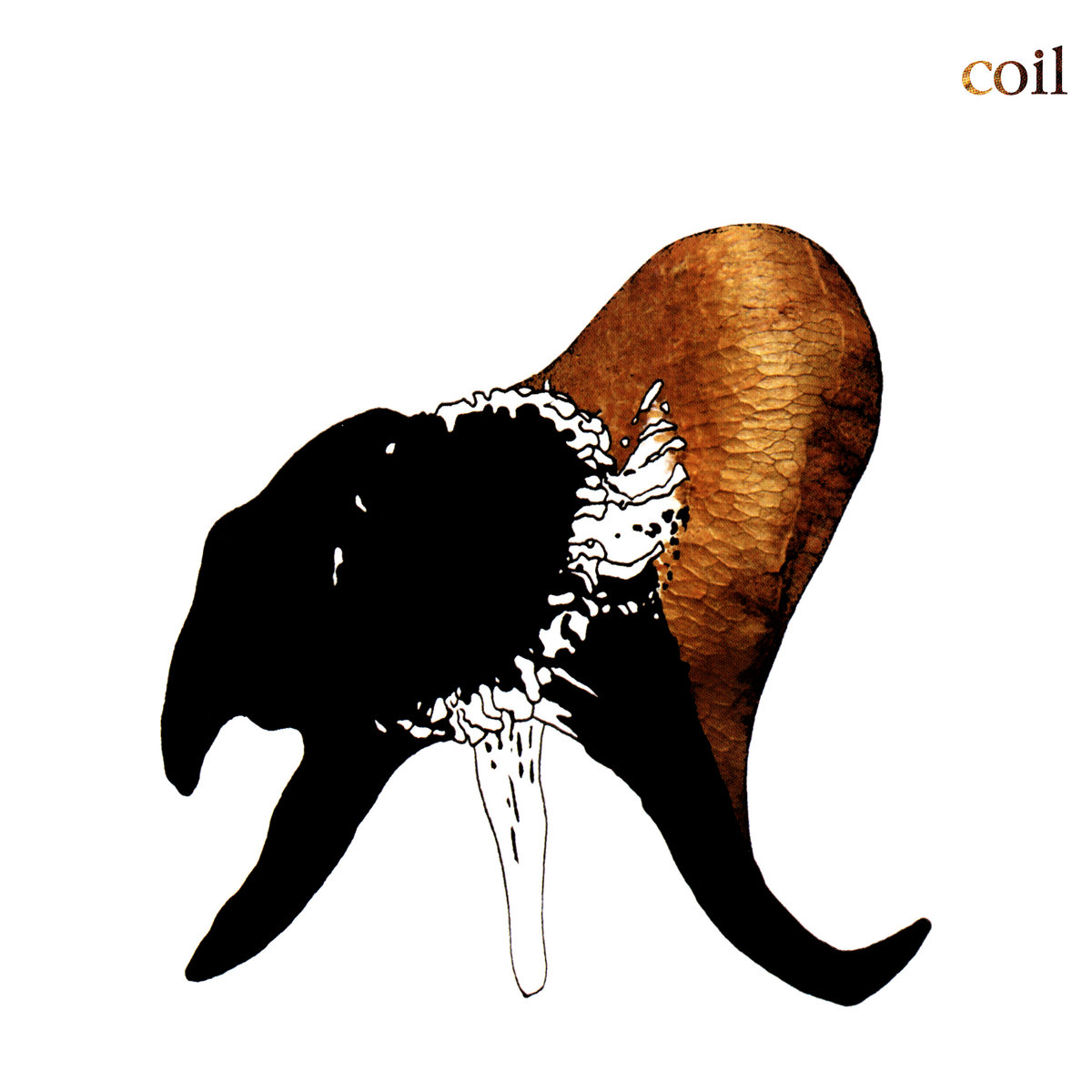 Black Antlers | Coil