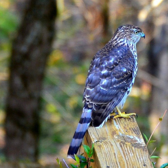 Blue Hawk | Jason Marc Pierce | Monday Morning 3AM Music Club