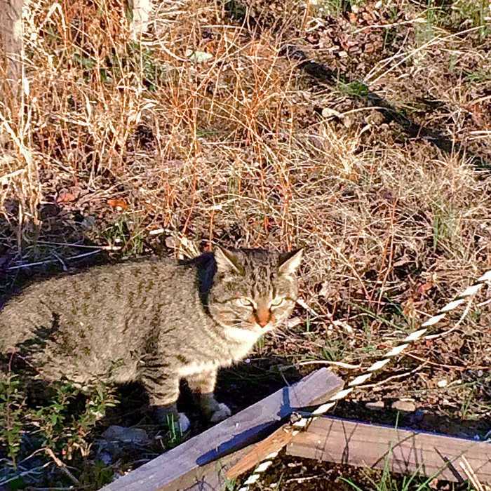 Telepathy Game | ハロ・タヌキ