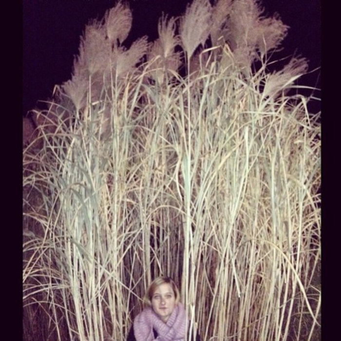 Live at the Root Cellar | Lissums