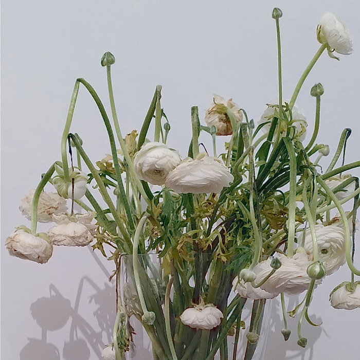 Echoic Memory | Orphax